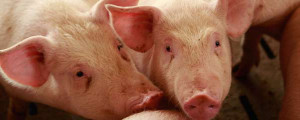 Raising Pigs for Meat - Countryside